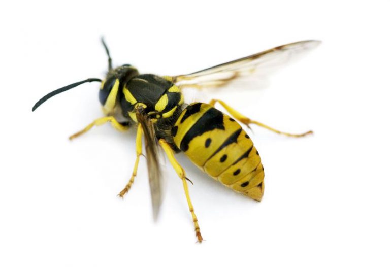 Which Yellow Jacket Species Is Most Hazardous To Humans