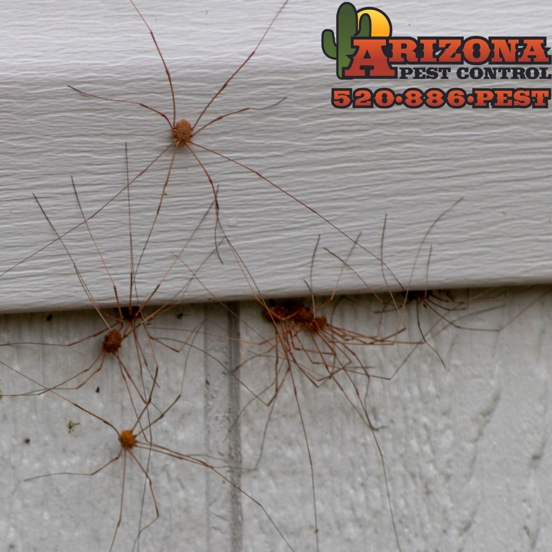 Common Spider Species in and Around Greater Tucson