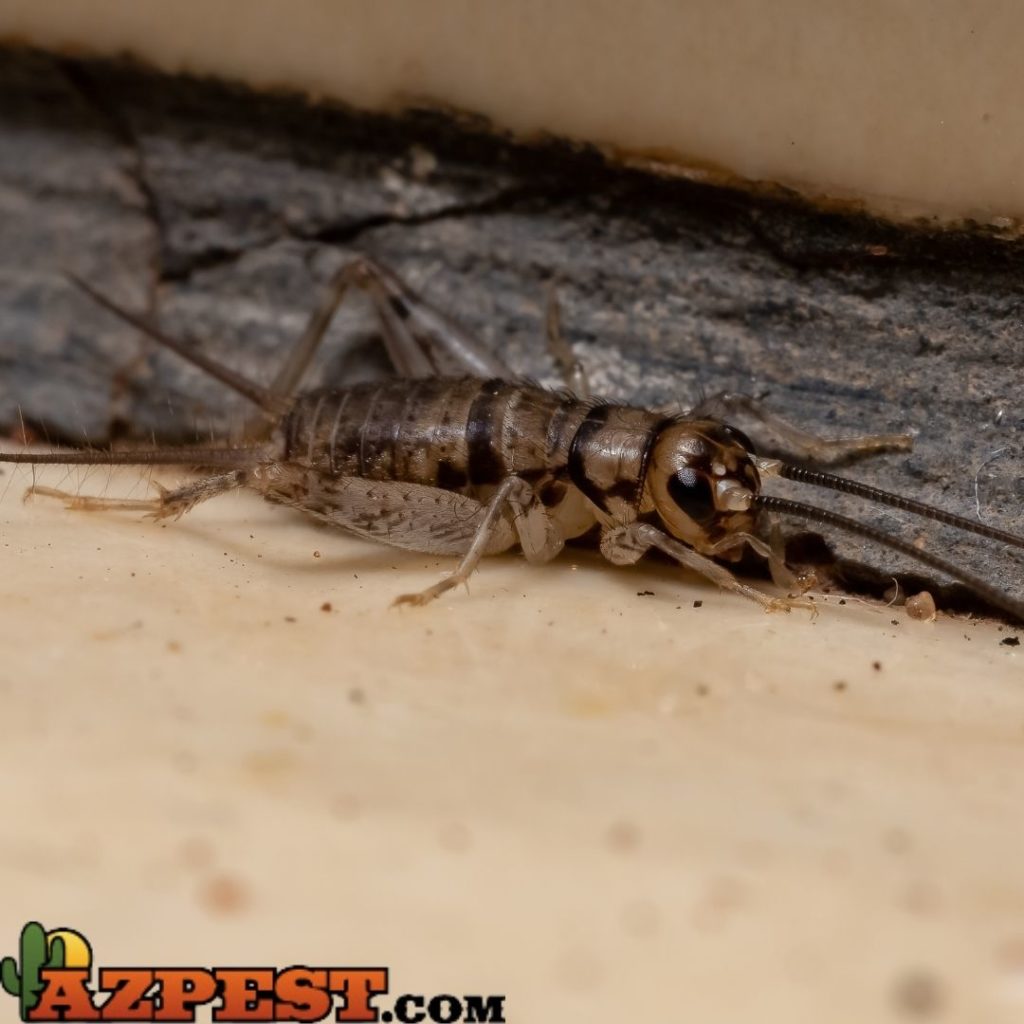 Cricket Control - Arizona Pest Control | Tucson Pest & Termite Control