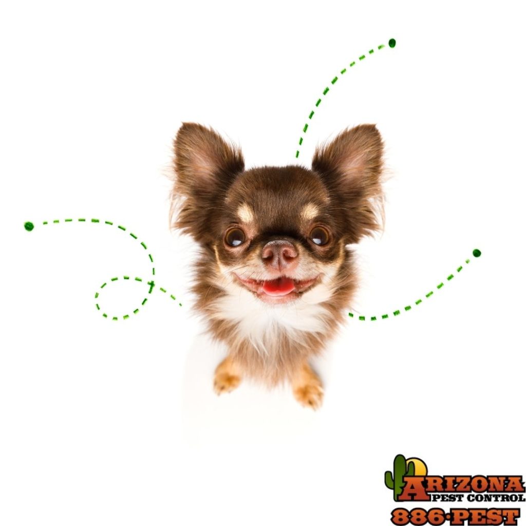 Signs That Your Dog Has Fleas