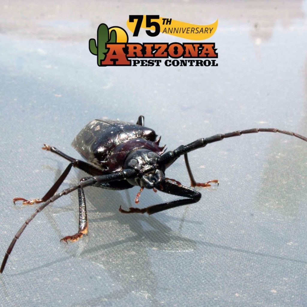 Palo_Verde_beetle_Tucson - Arizona Pest Control | Tucson Pest & Termite ...