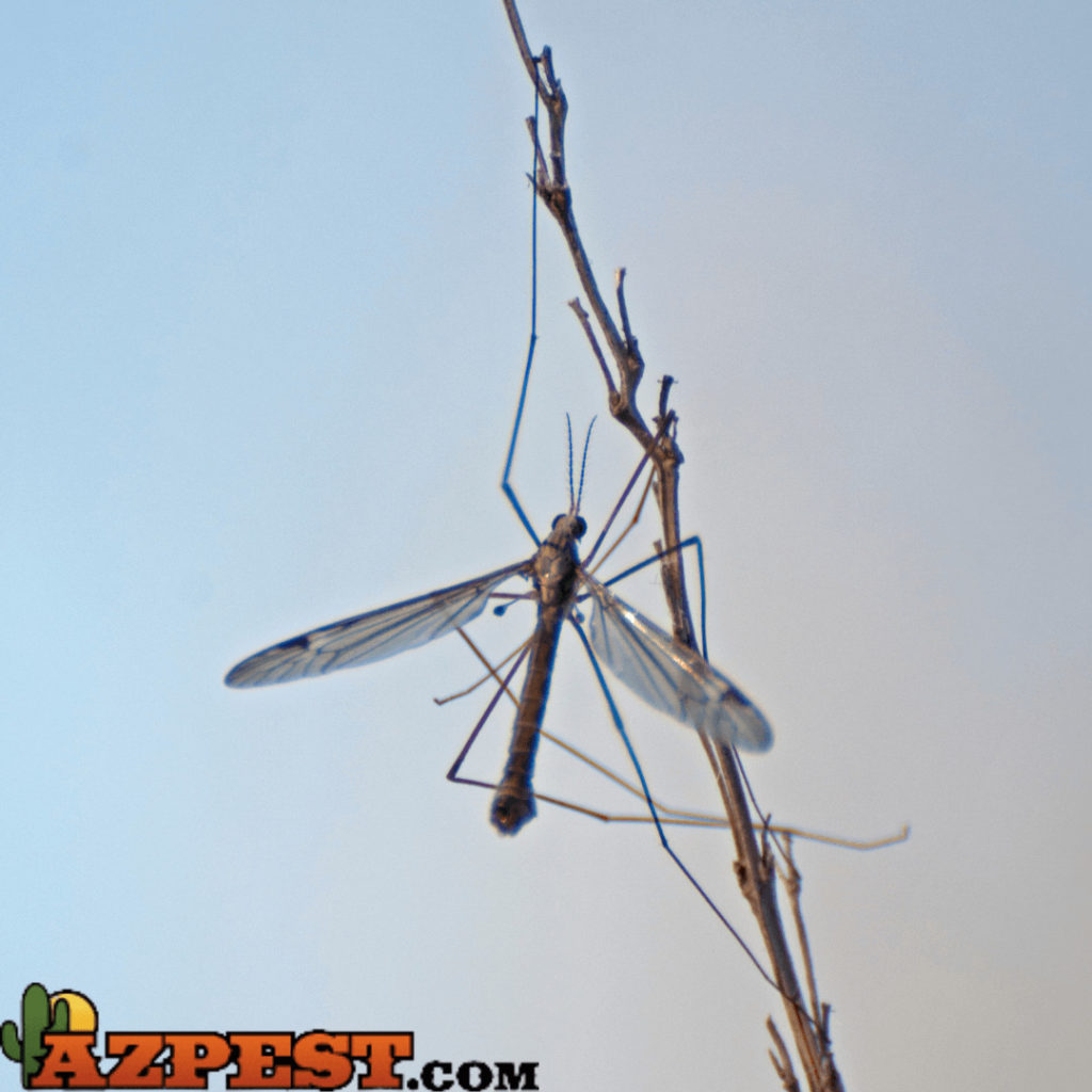 Why Are There So Many Mosquito-Like Bugs With Long Legs Within And ...