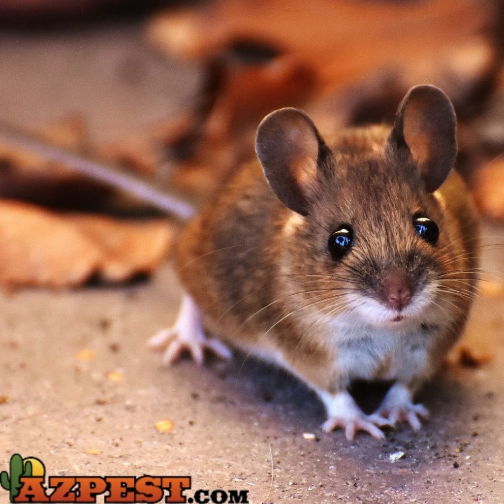 These Facts Will Help You Get Rid Of House Mice | AZ Pest Control