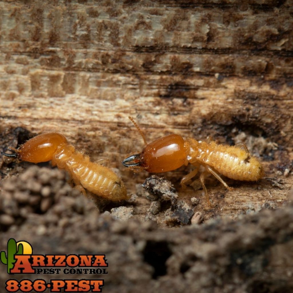 How Subterranean Termites Locate Wood | Tucson Termite Experts