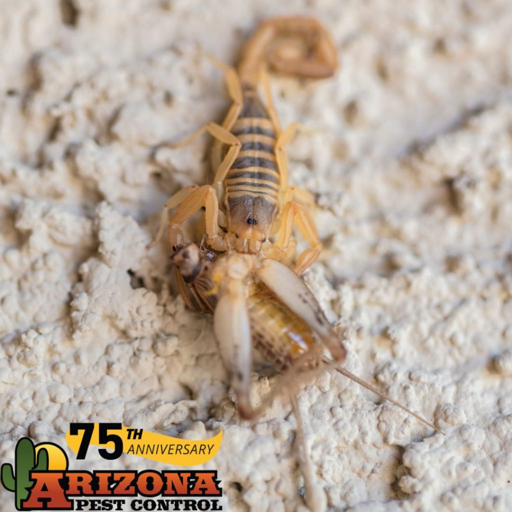 TucsonPestCOntrol - Arizona Pest Control | Tucson Pest & Termite Control