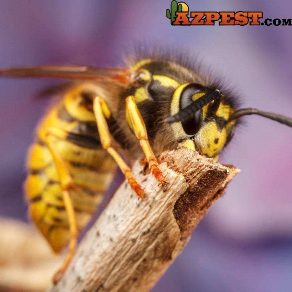 Why Do Wasps Chase Humans? | Arizona Wasp Control Experts Since 1947