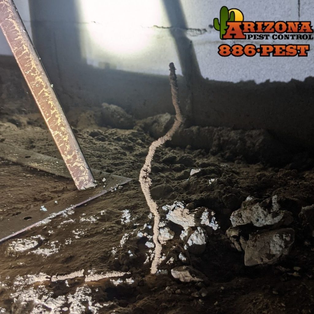 Everything You Need To Know About Mud Tubes | AZ Pest Since 1947