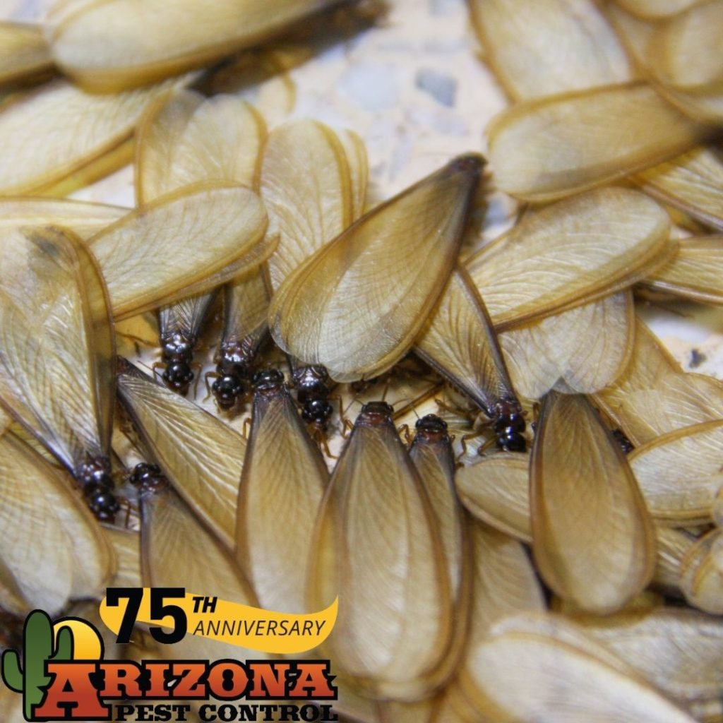 Flying Termites? Here's What You Need To Know | Arizona Pest Control