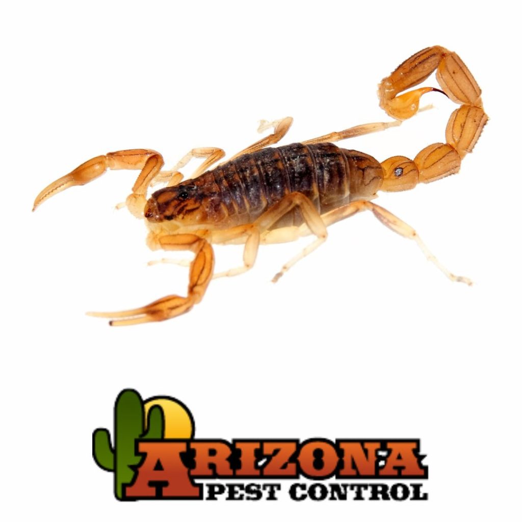 Common Scorpion Species In Tucson