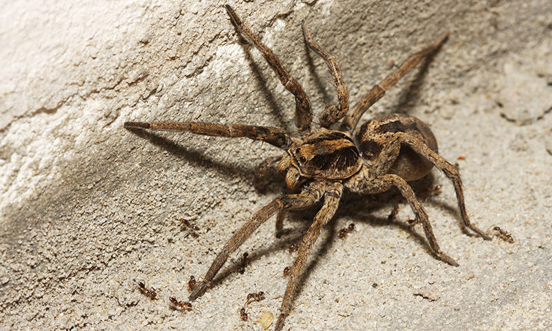 How Come There Is A Large Spider Infestation Outside My Home?